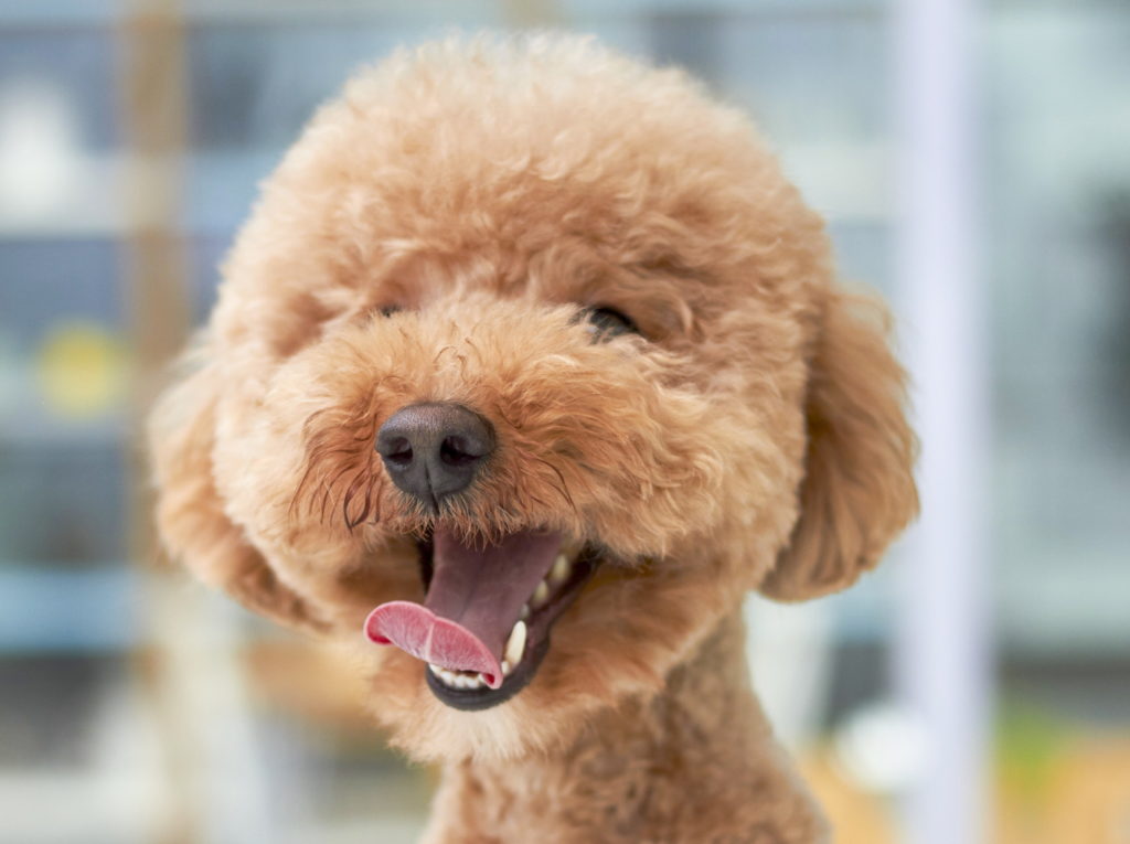 5 Summer Dog Grooming Tips - Connolly's Pet